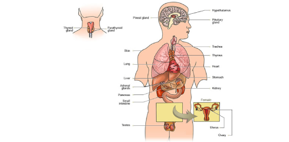 structures-and-functions-of-the-endocrine-system-proprofs-quiz